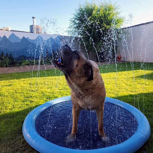 FidoSplash™ - The splash pad that makes your pup glad! – FidoFaves